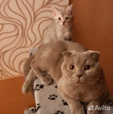 Котенок (Шустрик)