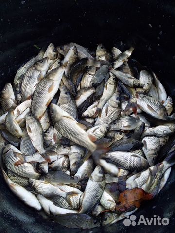 Рыбопосадочный материал