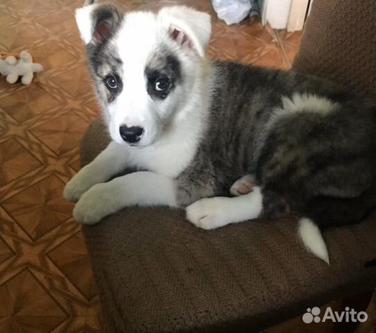 Лайка с помесью