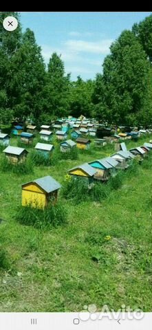 Пчелосемьи и пчелопакеты