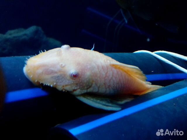 Сомы Анцитрус