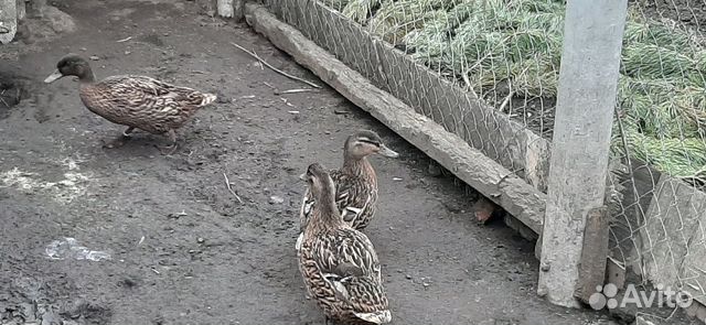 Утки подсадные
