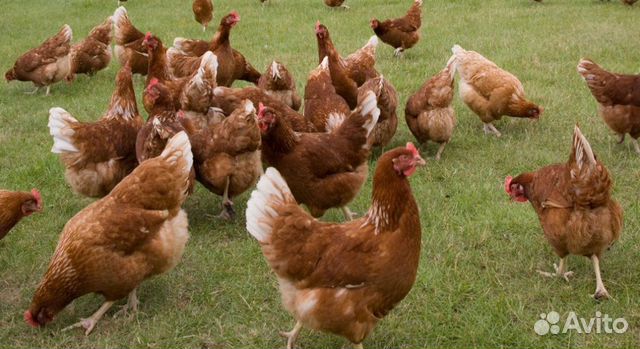 Радонит несушка 6 месяцев