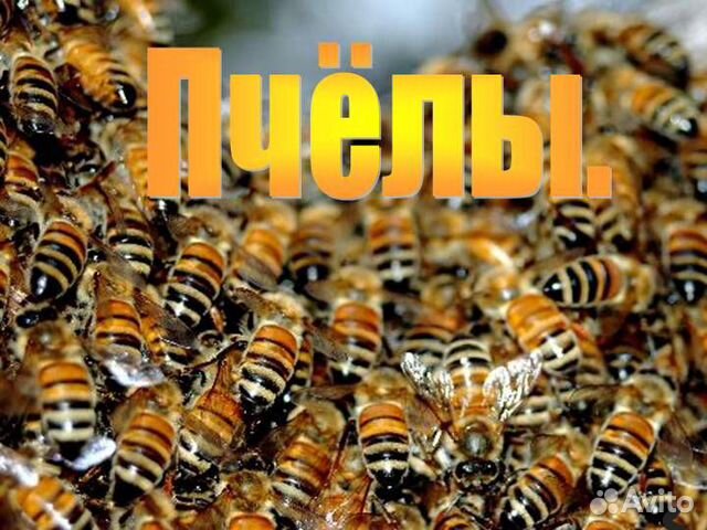 Пчелопакеты 3+1