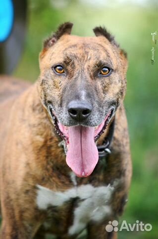 Статный метис питбуля Рэй в дар