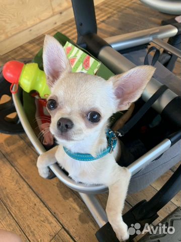 Чихуахуа щенок 5 месяцев, мальчик