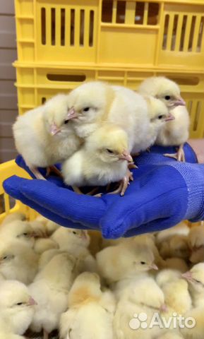 Бройлер Кобб 500 суточный в Ипатово