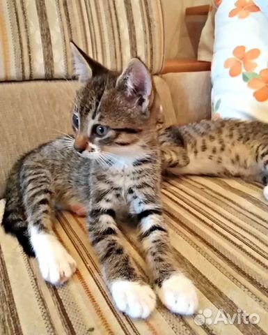 Котёнок