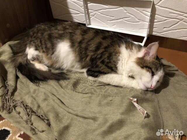 Кот