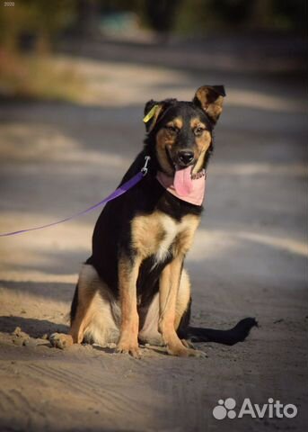 Щенок 7 мес Джема