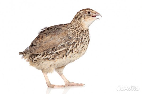 Продам перепелок несушек