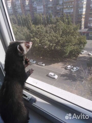Хорек