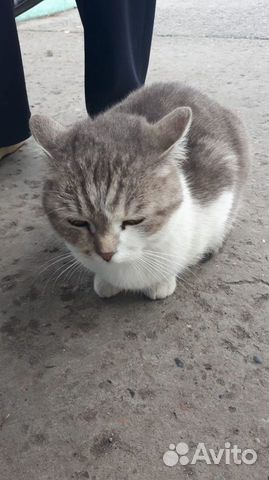 Кошка Марси ждет именно тебя)