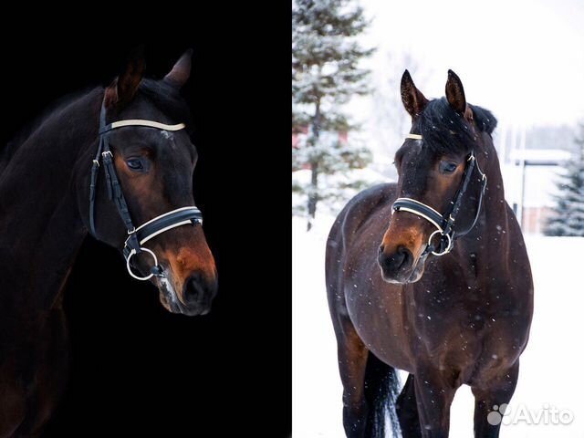 Перспективный мерин, 2013 г.р