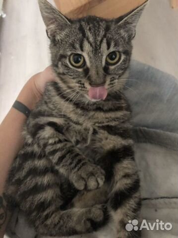 Котенок в добрые руки