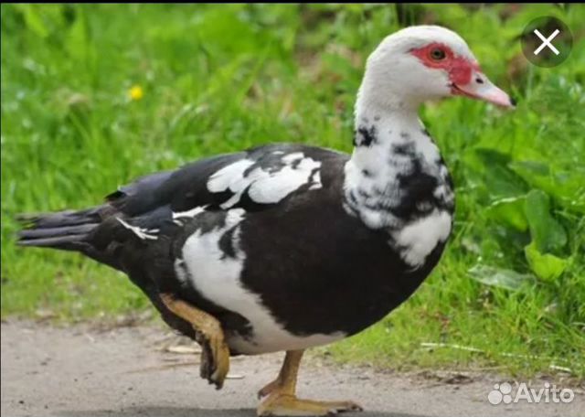 Утки