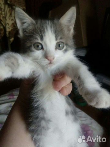 Котёнок в добрые руки