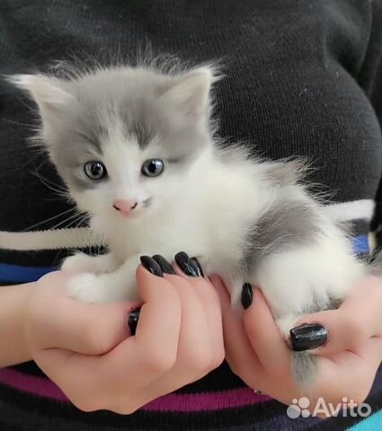 Котята