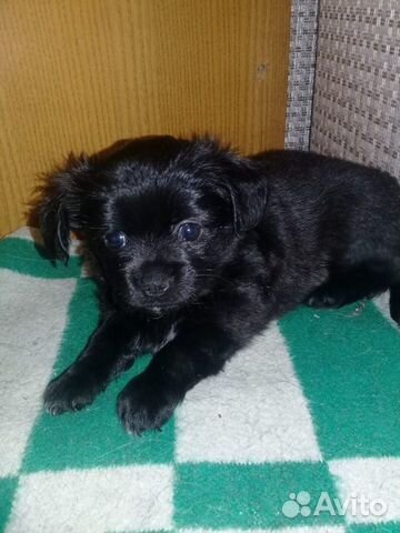 Щенок смесь карликого шпица и карликого пинчера