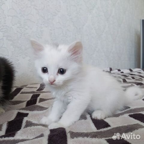 Сладкий белый котенок в добрые ручки