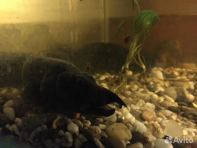 Макрогнатус