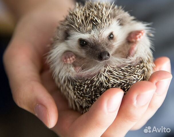 Продам Африканского Ежика