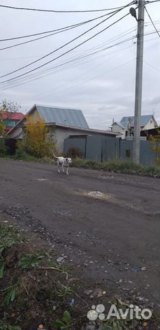 Долматинец