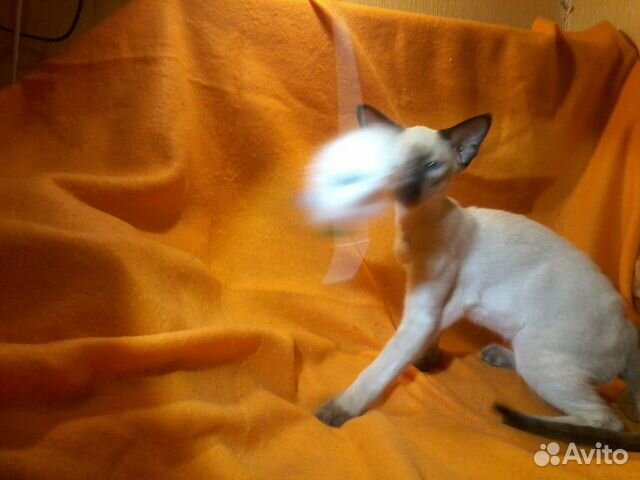 Кошечка сил-поинт 3.5 мес с документами