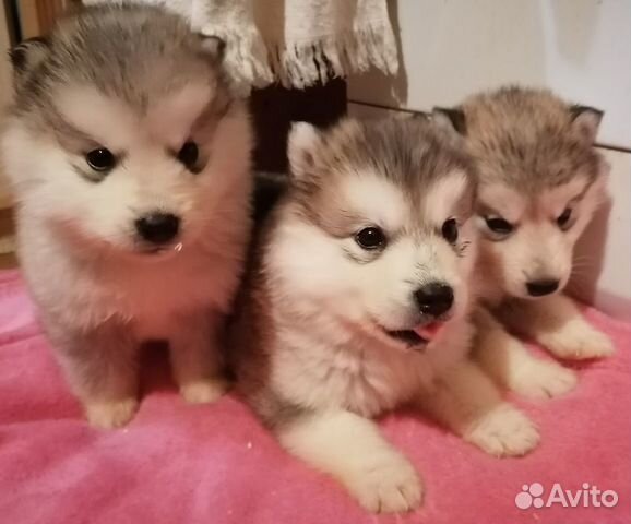 Аляскинский маламут