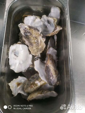 Устрица для аквариума