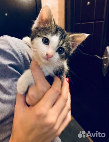 Котёнок девочка. Держат пару дней