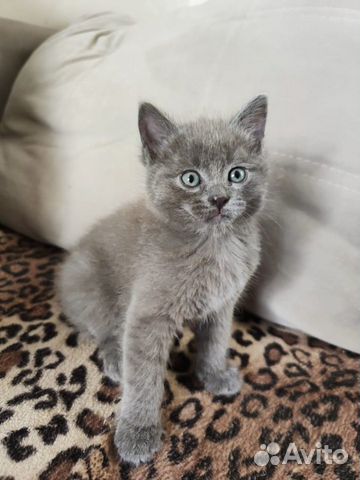 Русский голубой котенок