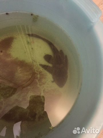 Сом парчовый отдам