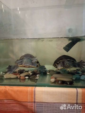 Черепахи красноухие