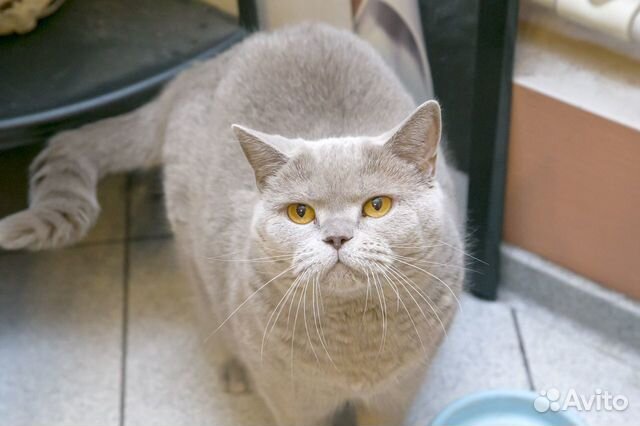 Кошка Алиша 2 года Привита и стерилизована