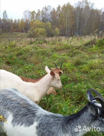 Продаётся коза