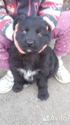 Красивейший щенок