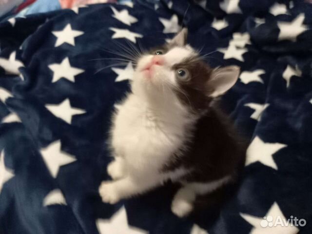 Котёнок от мамы-кошки мыше и крысоловки