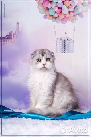 Шотландские котята)