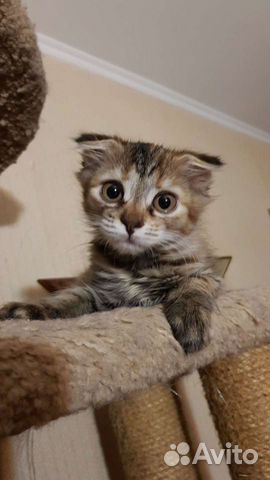 Скотиш-фолд длинношерстная девочка 2,5мес привита