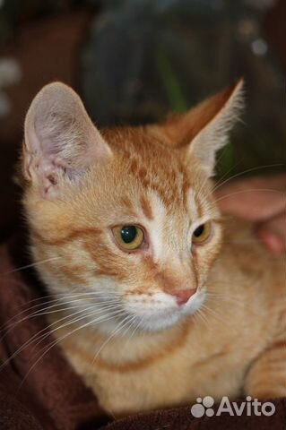Котенок 5-6 месяцев. Рыжик