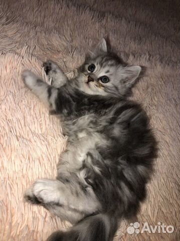 Британский котёнок шиншилла