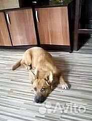 Щенок девочка Вельш корги 8 мес стерилизована