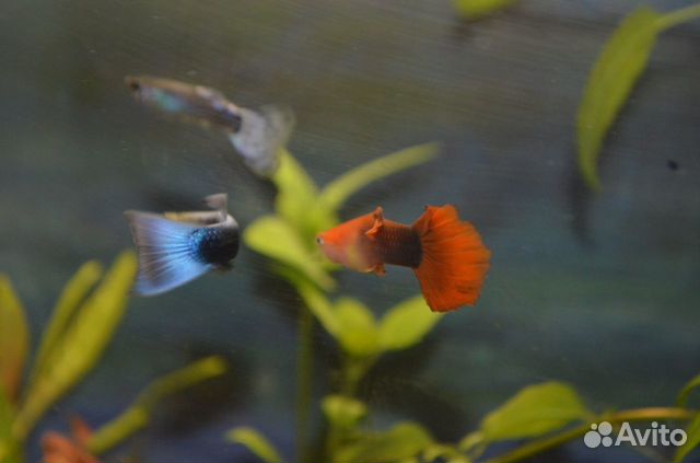 Гуппи - самцы, креветки, грот для сомика