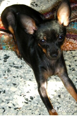 Девственник, 3 года, вязка