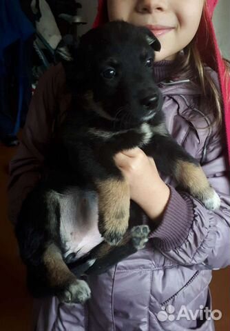 Щенок девочка 1,5 месяца с доставкой