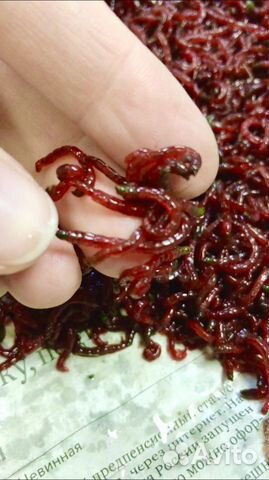 Рыбацкий мотыль