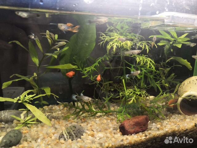 Мальки гуппи