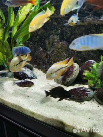 Никарагуанская цыхлазома