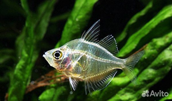 Окунь стклянный